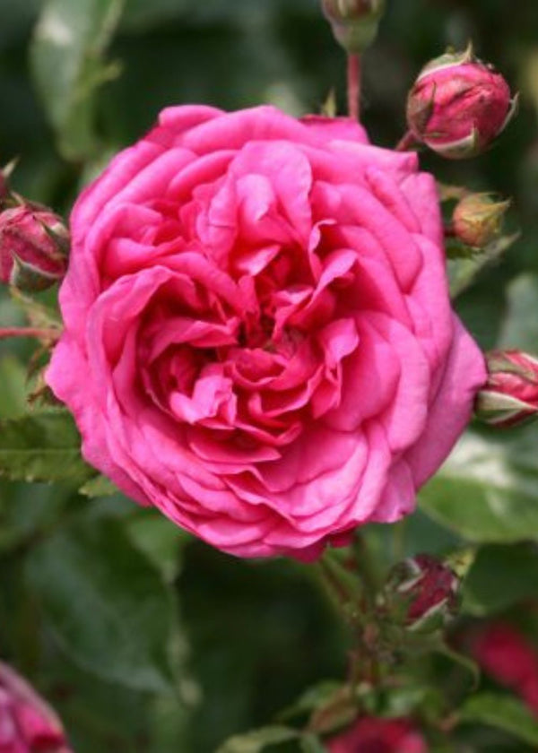 Arborose® Laguna™ Climbing Bare Root Rose - Menagerie Farm & Flower