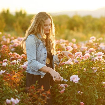 Pre-Cooled Tulip Bulbs - Double Late, Double Early, Parrot, Single Late ...