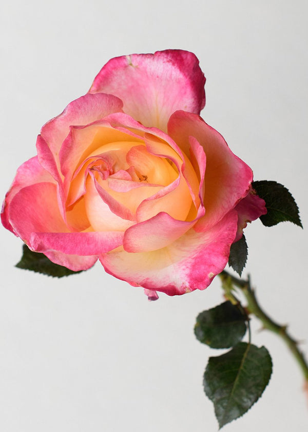 Enchanted Peace™ Bare Root Rose - Menagerie Farm & Flower