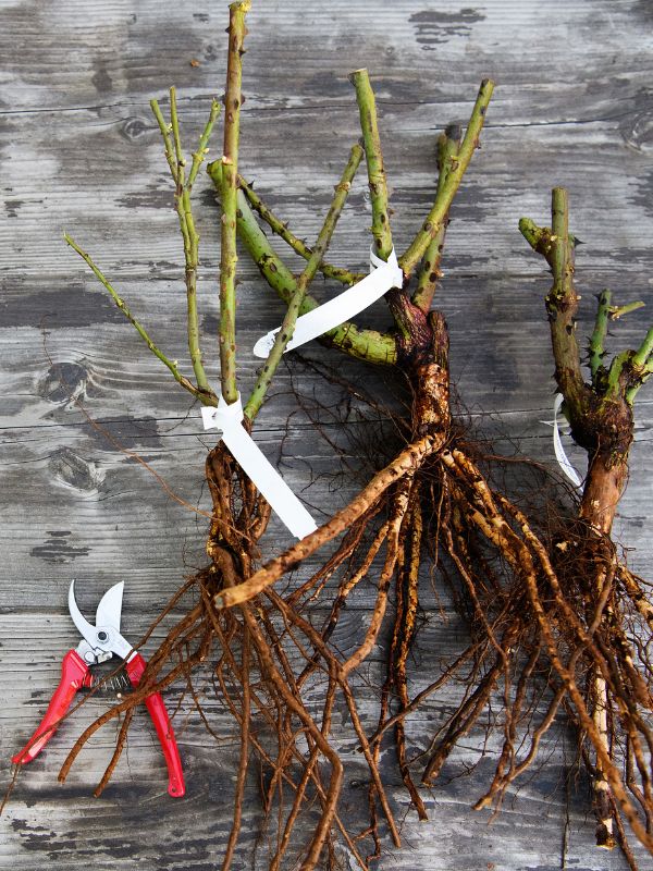 Bare Root Roses - David Austin®, Weeks Roses®, Melliand®, Bloomables ...