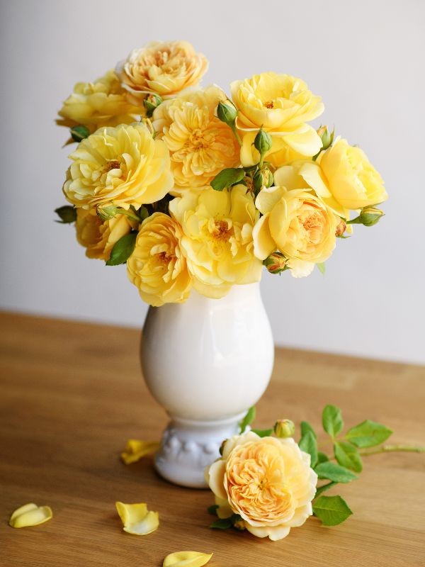 Potted Roses - David Austin®, Weeks Roses® & Star® Roses & Plants in ...
