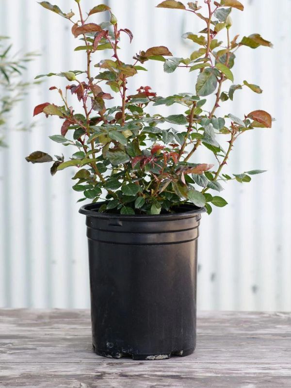 Bare Root Roses - David Austin®, Weeks Roses®, Melliand®, Bloomables ...