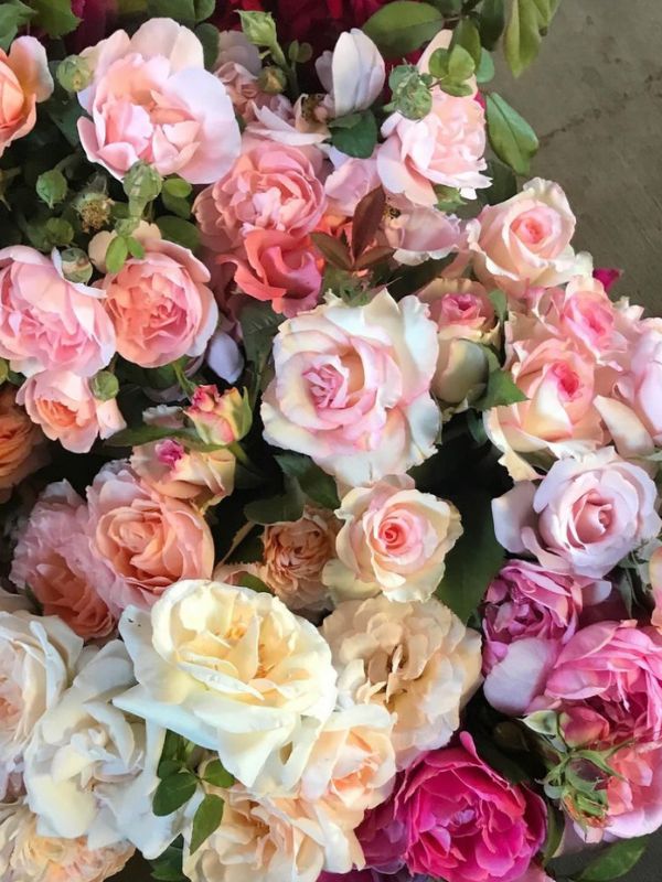 How to Plant Roses in Pots & Containers - Menagerie Farm & Flower