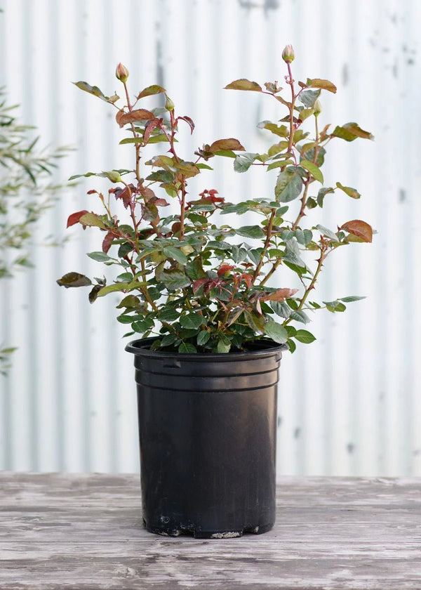 Arborose® Honeymoon™ Climbing Potted Rose - Menagerie Farm & Flower
