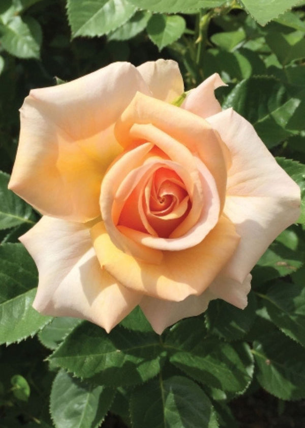 Devotion Bare Root Rose - Menagerie Farm & Flower