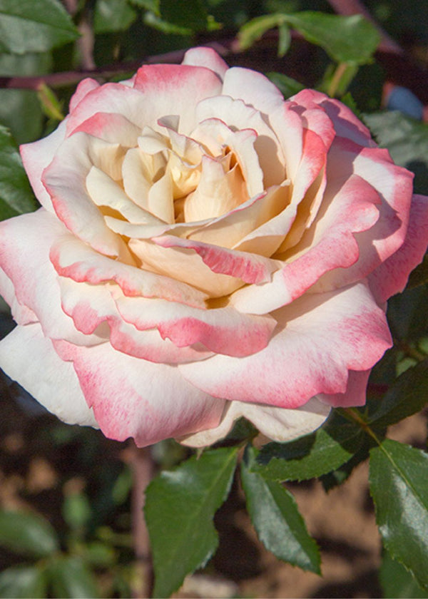 Pinkerbelle™ Bare Root Rose - Menagerie Farm & Flower