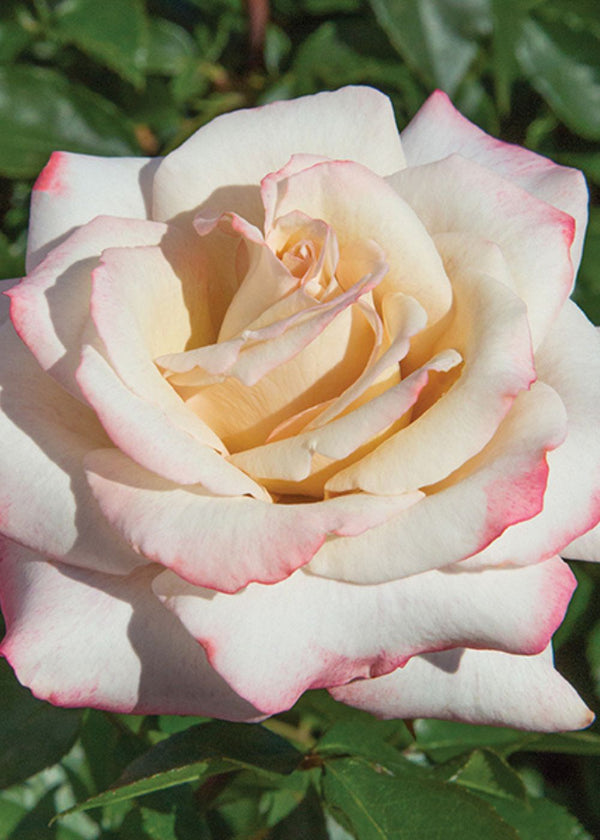 Pinkerbelle™ Bare Root Rose - Menagerie Farm & Flower