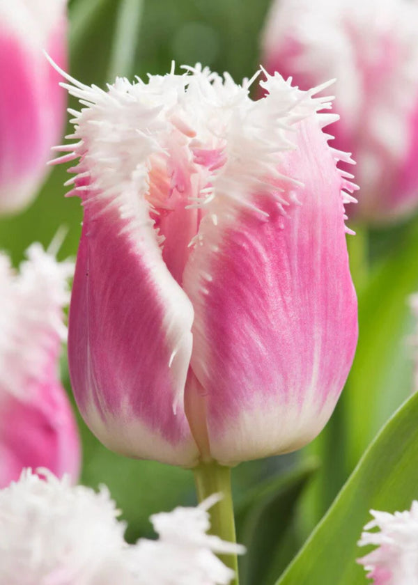 Pre-Cooled Hawaii Tulip Bulbs - Menagerie Farm & Flower