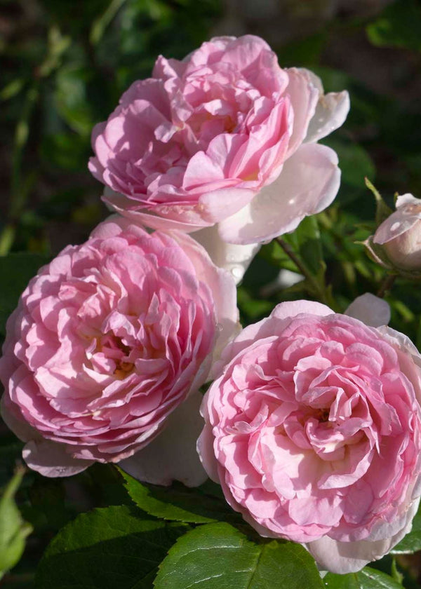Romantica® Ball Gown™ Potted Rose - Menagerie Farm & Flower