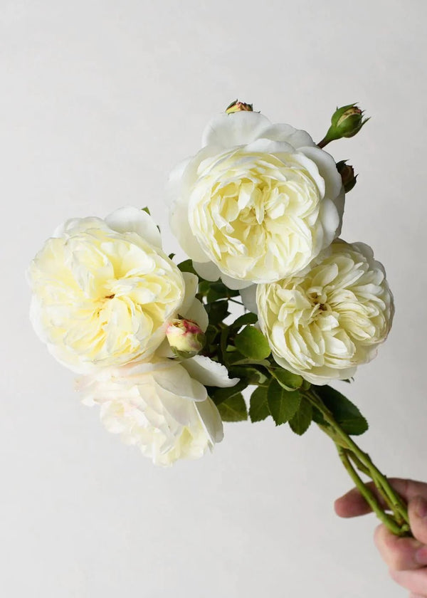 Tranquility David Austin Potted Tree Rose - Menagerie Farm & Flower