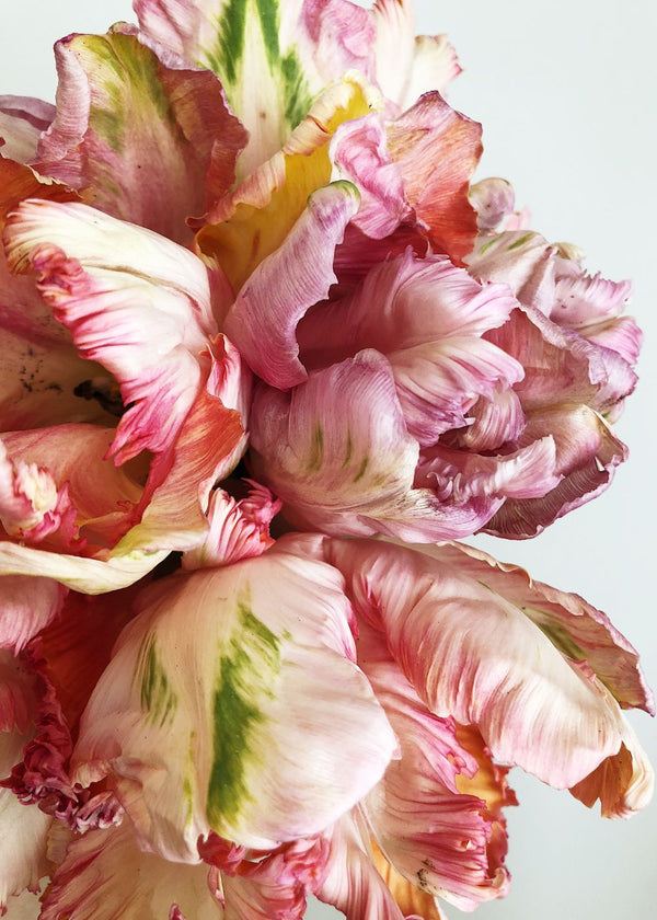 Pre-Cooled Apricot Parrot Tulip Bulbs - Menagerie Farm & Flower