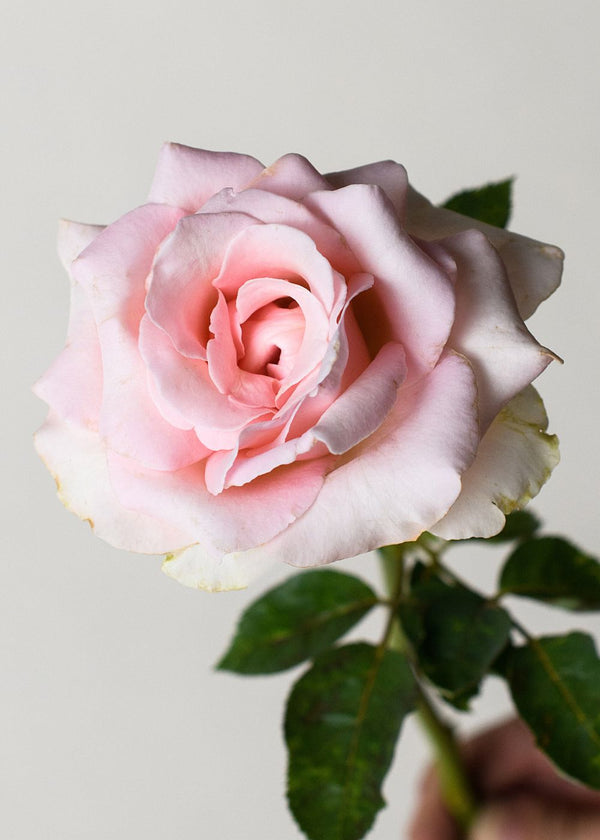 Bride's Dream Bare Root Rose - Menagerie Farm & Flower