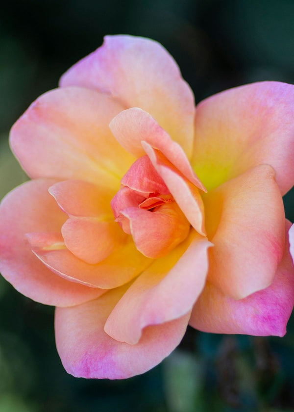 Bright And Shiny™ Bare Root Rose - Menagerie Farm & Flower