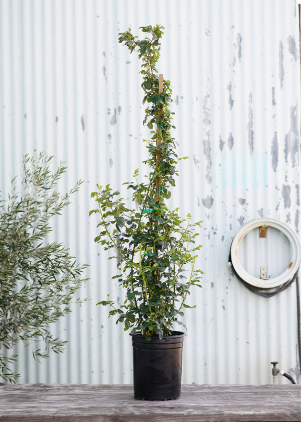 Butterscotch Climbing Potted Rose - Menagerie Farm & Flower