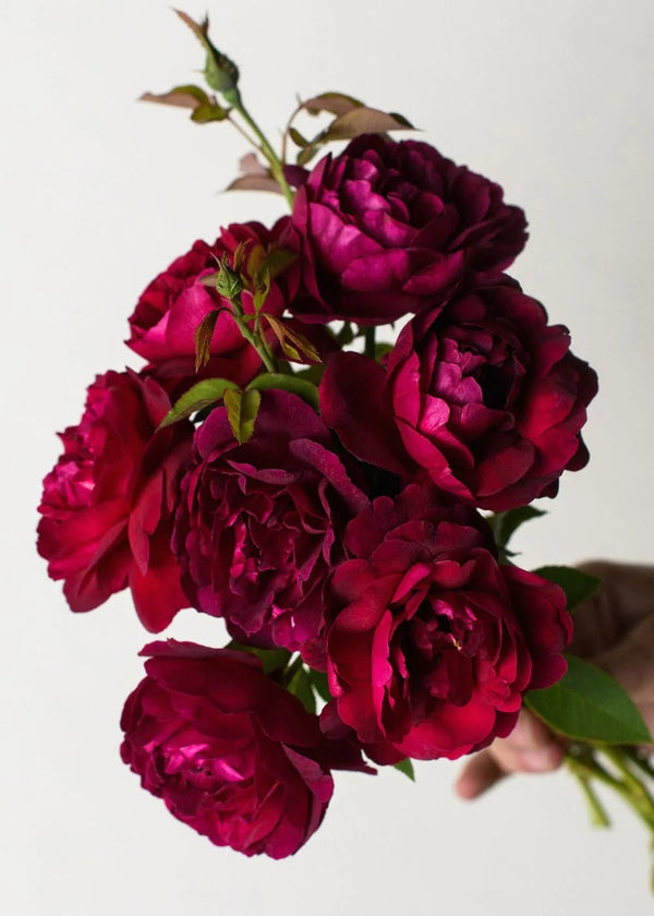 Potted Roses In Burgundy + Wine Shades- Turn Your Garden Into A ...