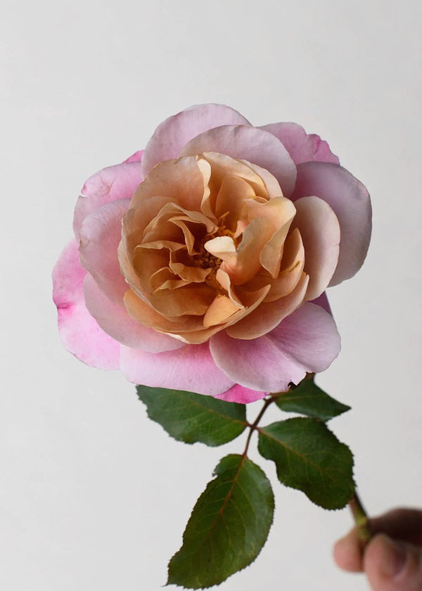 Potted Roses In Multi + Taupe Shades - Elevate Your Garden With ...