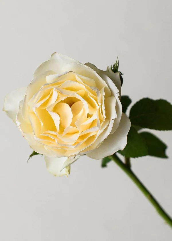 Easy Spirit™ Potted Rose - Menagerie Farm & Flower