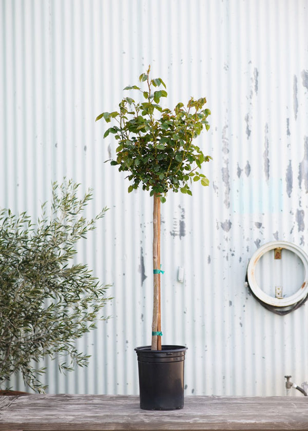 Elle® Potted Tree Rose (Archived) - Menagerie Farm & Flower