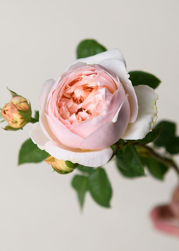 Evelyn David Austin® Potted Rose - Menagerie Farm & Flower