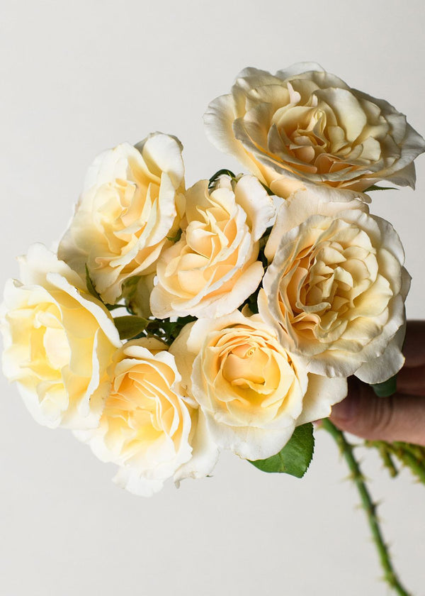 French Lace Potted Rose - Menagerie Farm & Flower
