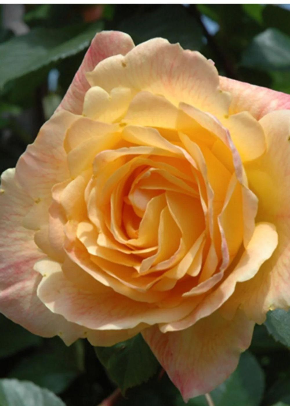 Sun Rose Garden Winter Sun™ Eleganza® Rose Palatine Fruit & Roses