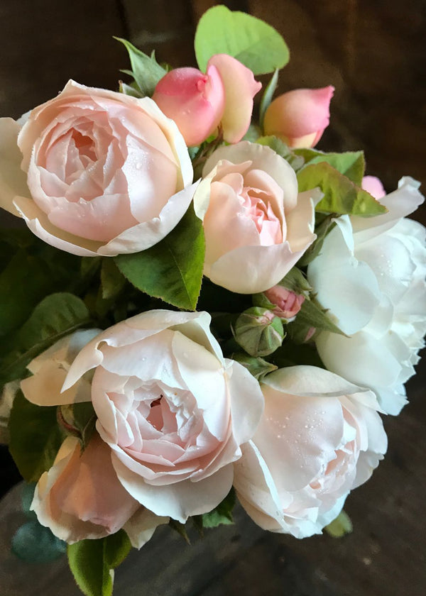 Gentle Hermione David Austin Bare Root Rose - Menagerie Farm & Flower