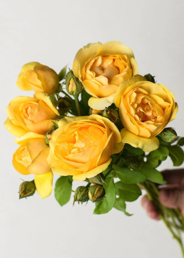 Potted Roses In Golden + Butter Shades - Enrich Your Garden With ...
