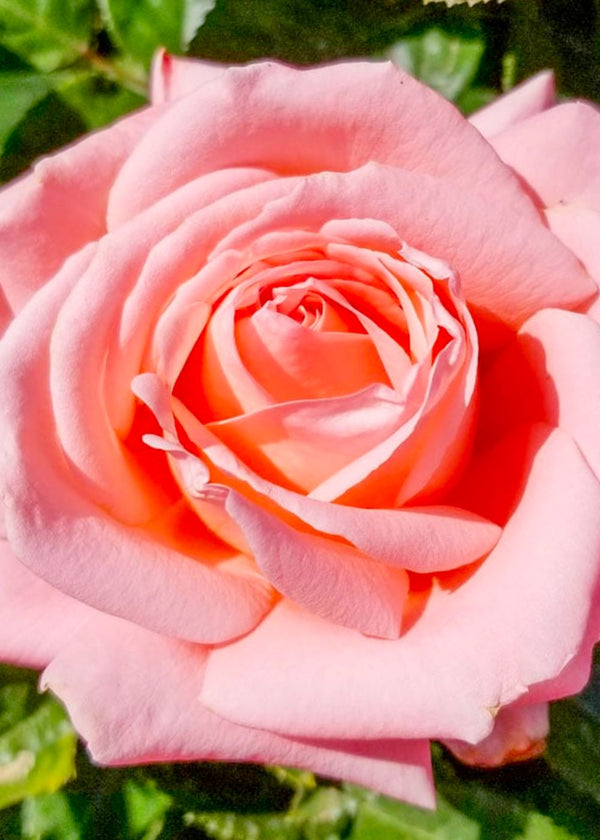 Heavenly Scented™ Bare Root Rose - Menagerie Farm & Flower