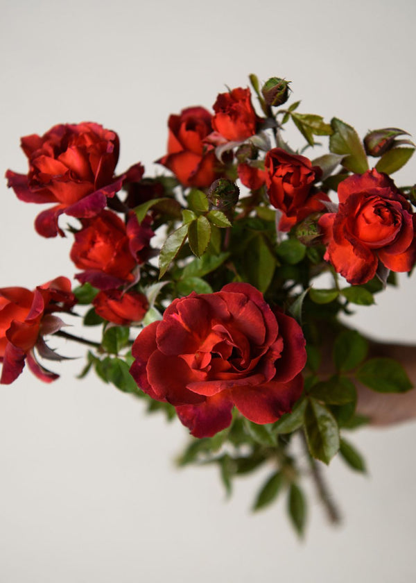Hot Cocoa™ Bare Root Rose - Menagerie Farm & Flower