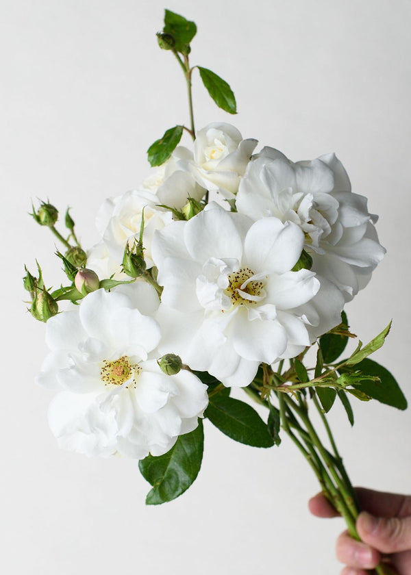 Bare Root Roses - David Austin®, Weeks Roses®, Melliand®, Bloomables ...
