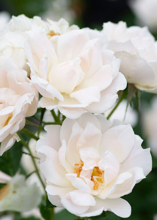 Icecap™ Bare Root Rose - Menagerie Farm & Flower