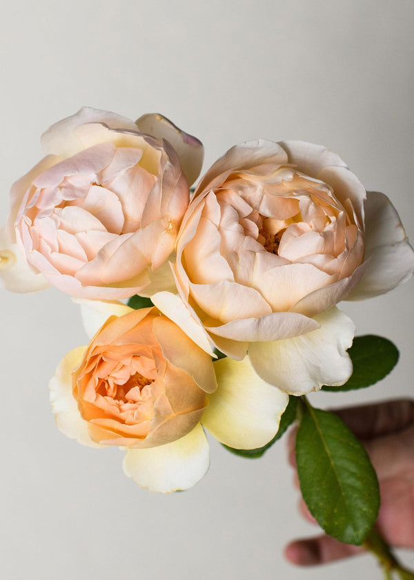 Jude The Obscure David Austin Potted Rose - Menagerie Farm & Flower