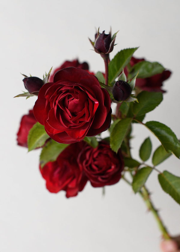 Lava Flow Bare Root Rose - Menagerie Farm & Flower