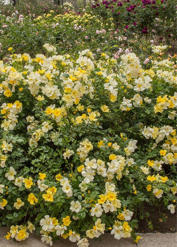 Limoncello™ Bare Root Rose - Menagerie Farm & Flower