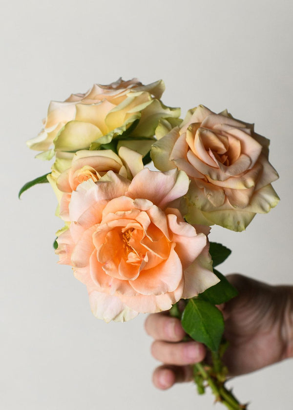 Marilyn Monroe™ Bare Root Rose - Menagerie Farm & Flower
