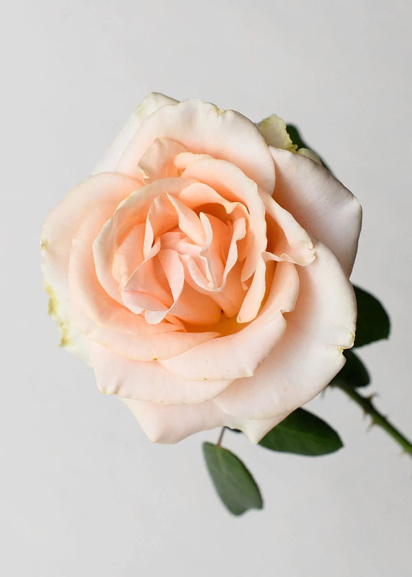 Marilyn Monroe™ Potted Rose - Menagerie Farm & Flower