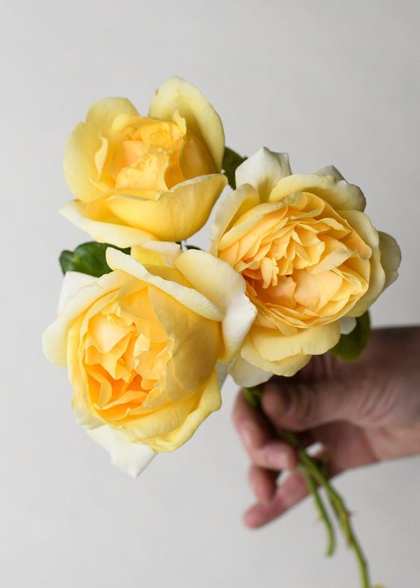 Michelangelo™ Bare Root Rose - Menagerie Farm & Flower