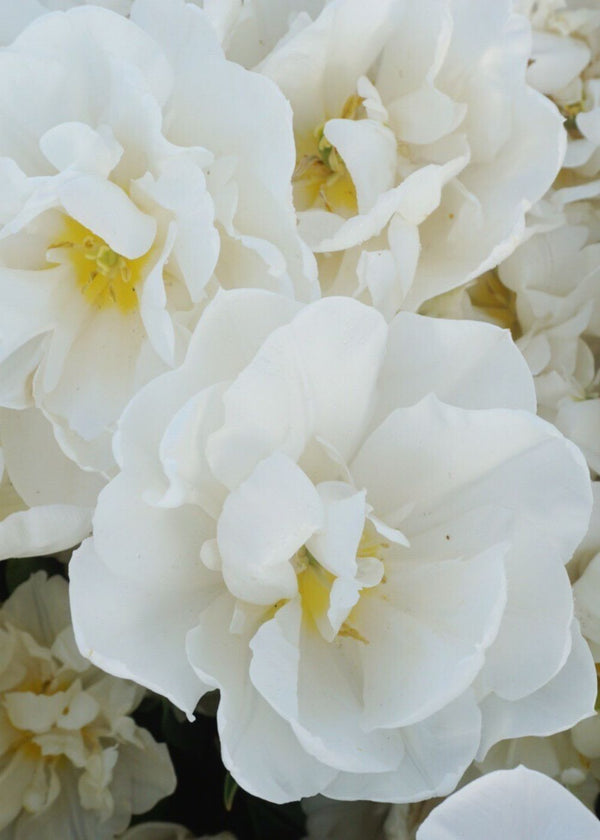 Pre-Cooled Mondial Tulip Bulbs - Menagerie Farm & Flower