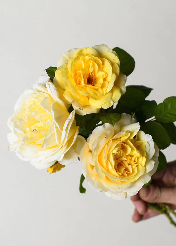 Potted Roses In Romantica® Series - Double Blooms, Captivating ...