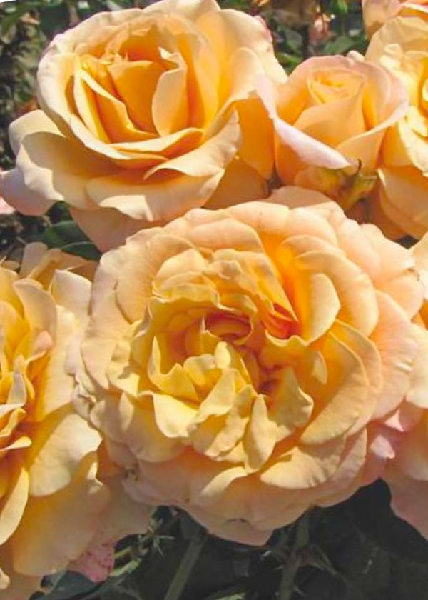 Morning Glow™ Bare Root Rose - Menagerie Farm & Flower