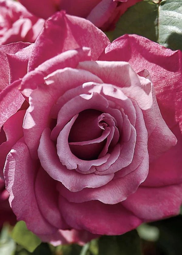 Perfume Factory Potted Rose - Menagerie Farm & Flower