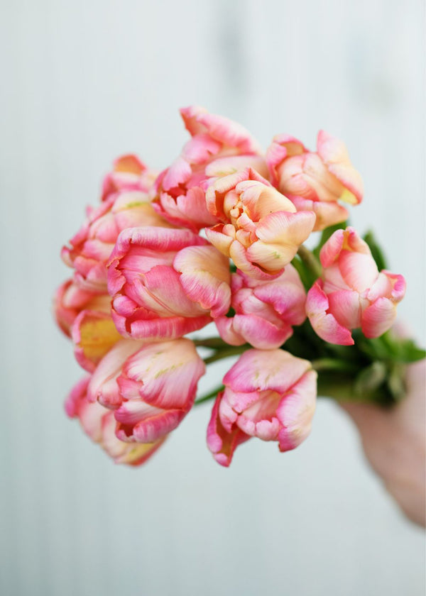 Pre-Cooled Tulip Bulbs In Peach + Copper Shades - Tulips That Brighten ...