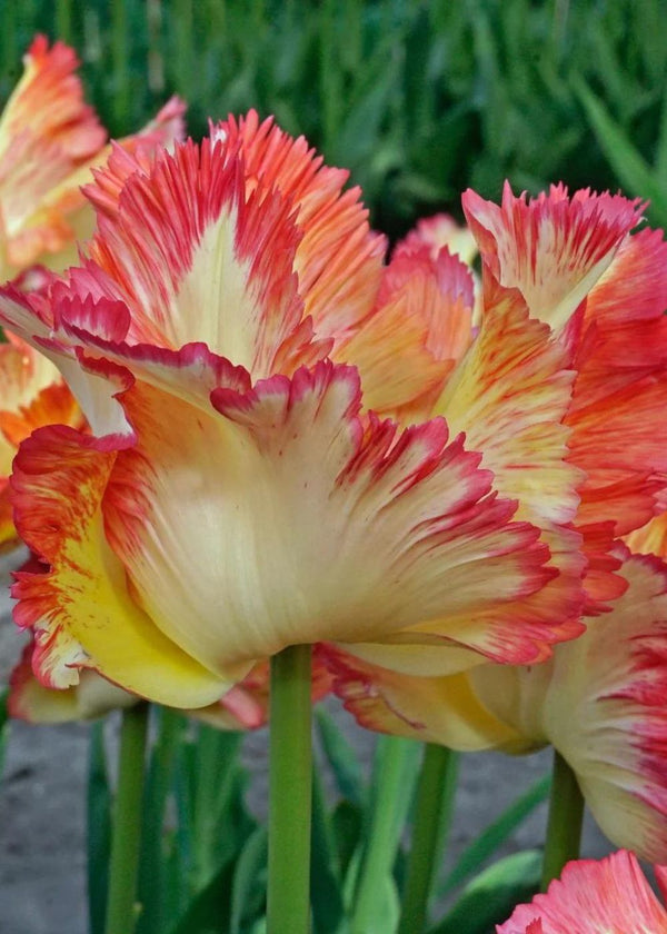 Pre-Cooled Caribbean Parrot Tulip Bulbs - Menagerie Farm & Flower