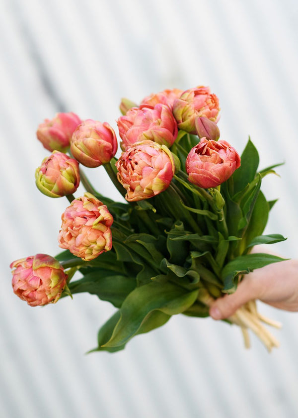 Pre-Cooled Tulip Bulbs Cut Flower Collection - Menagerie Farm & Flower