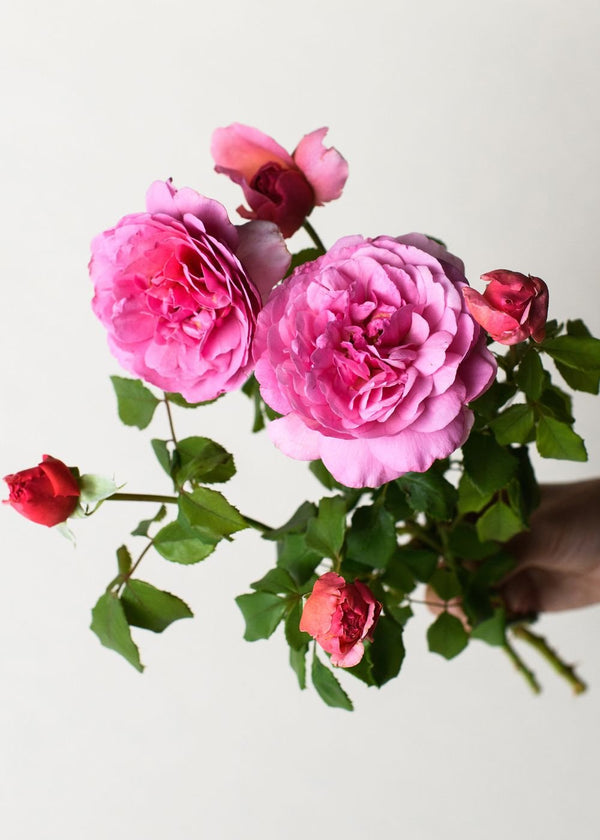 Princess Alexandra of Kent David Austin Potted Rose - Menagerie Farm ...