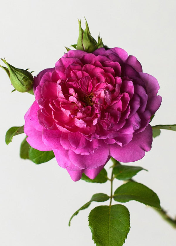 Princess Anne™ David Austin Potted Tree Rose - Menagerie Farm & Flower