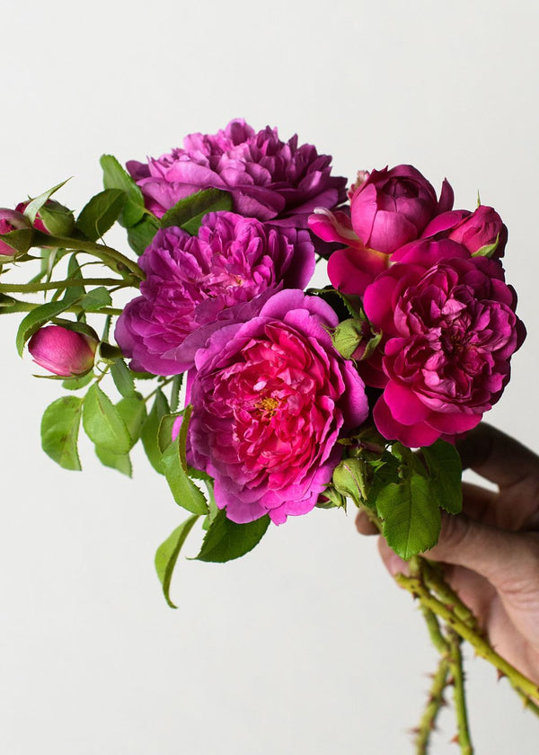 Potted Roses That Are Trees (Standard) - Menagerie Farm & Flower