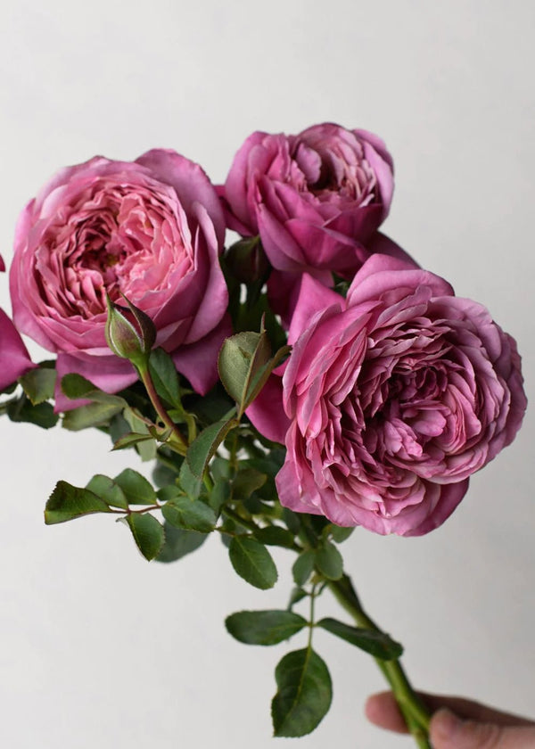 Queen of Elegance™ Potted Rose - Menagerie Farm & Flower