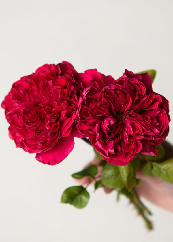 Rouge Royale™ Bare Root Rose - Menagerie Farm & Flower