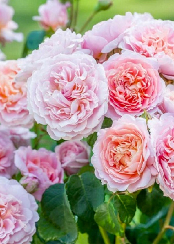 Silas Marner® Potted Rose - Menagerie Farm & Flower